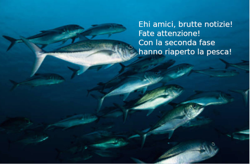 Pesca allo sgombro – Nautica Duino 45° Nord